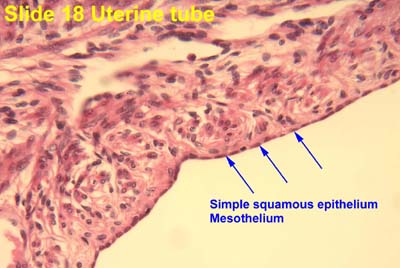 Simple Squamous Epithelial Tissue Under Microscope